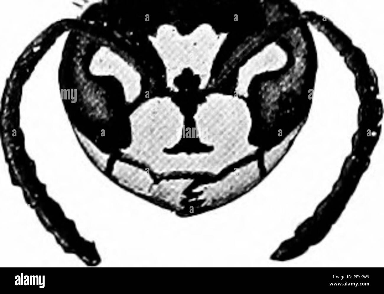 Mean insects Black and White Stock Photos & Images - Alamy