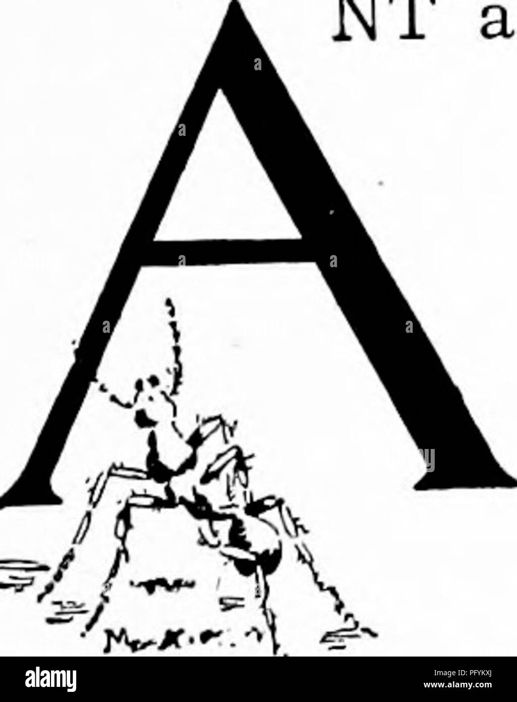 This nature-study guide explores the anatomy of ants, highlighting ...