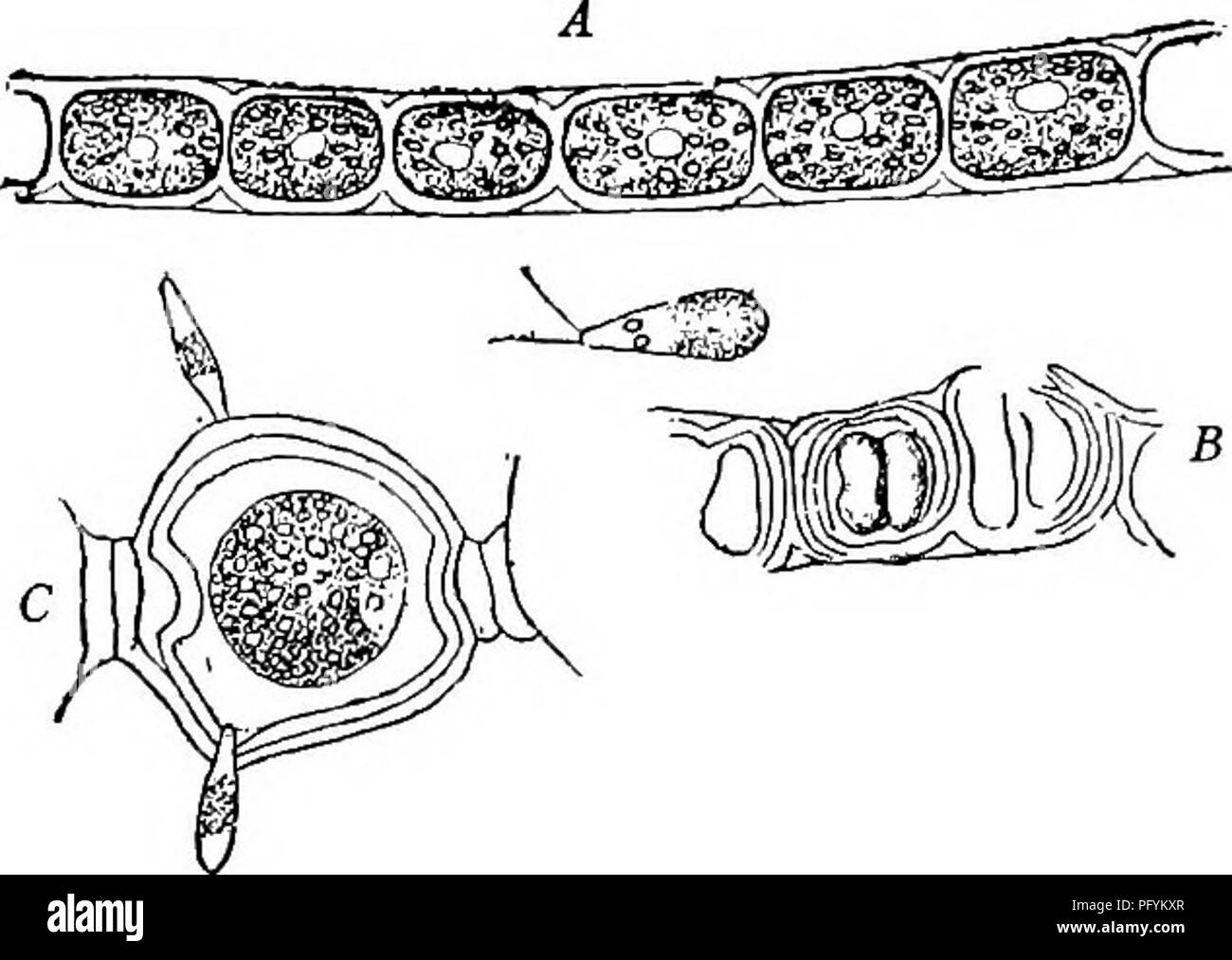 Oospores hi-res stock photography and images - Alamy