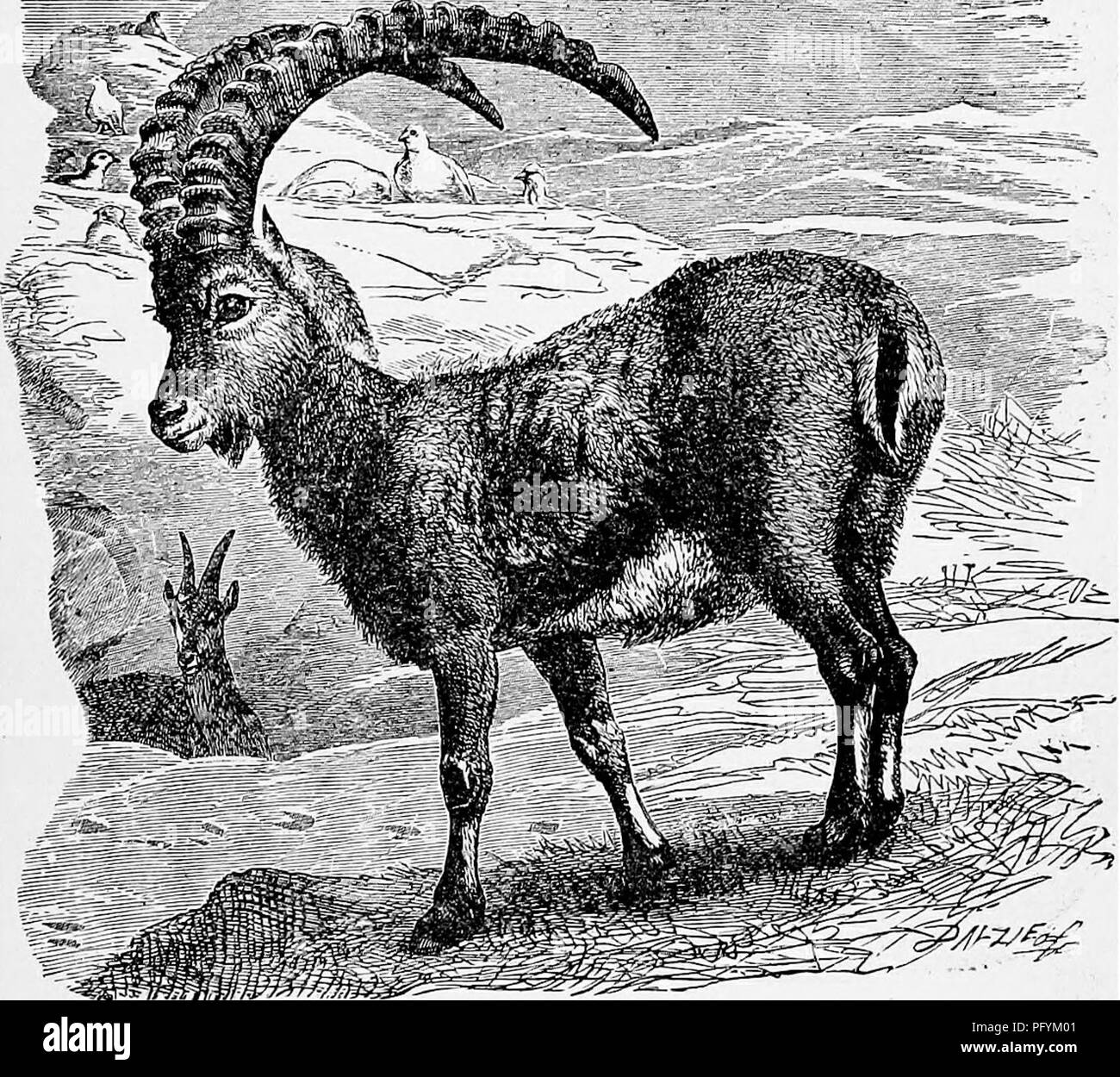 Ibex morphology hi-res stock photography and images - Alamy