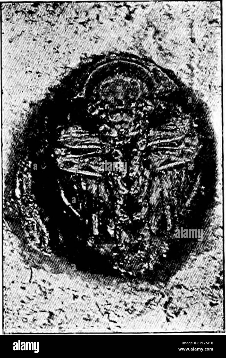 harmless things examples