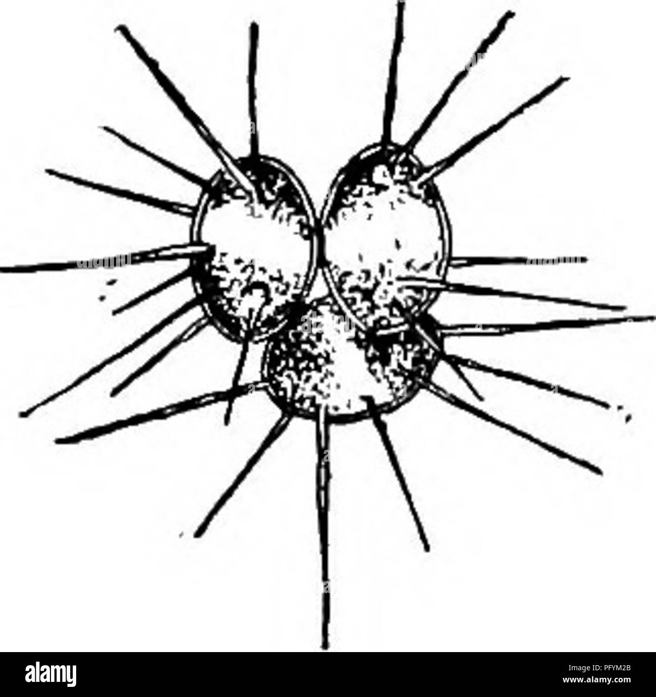 Algae covering Black and White Stock Photos & Images - Alamy