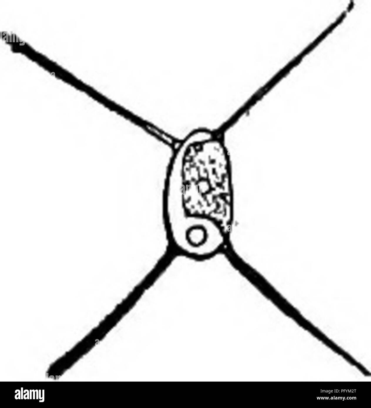 Reinsch hi-res stock photography and images - Alamy