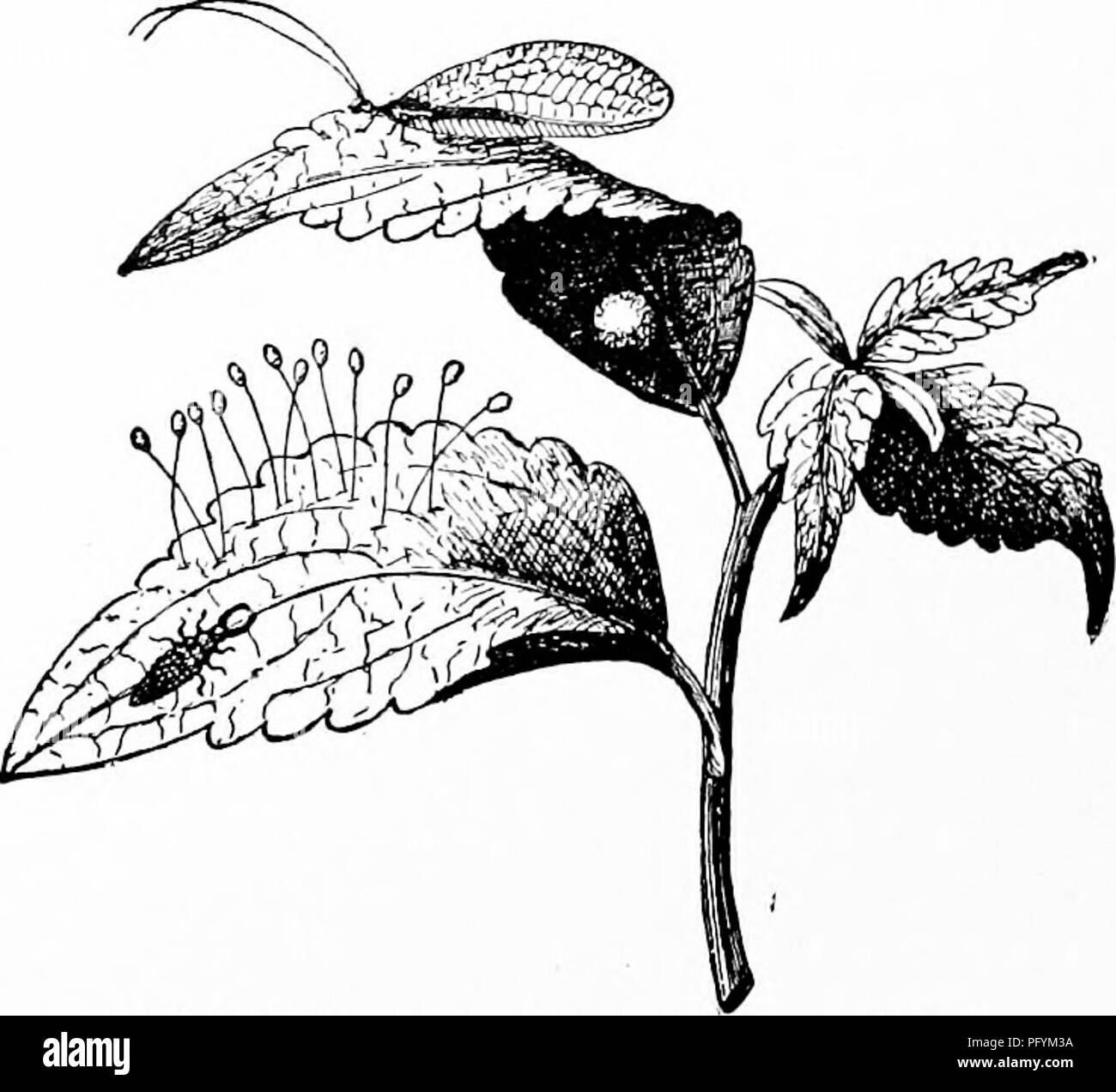 This handbook offers guidelines for teaching nature study, based on ...