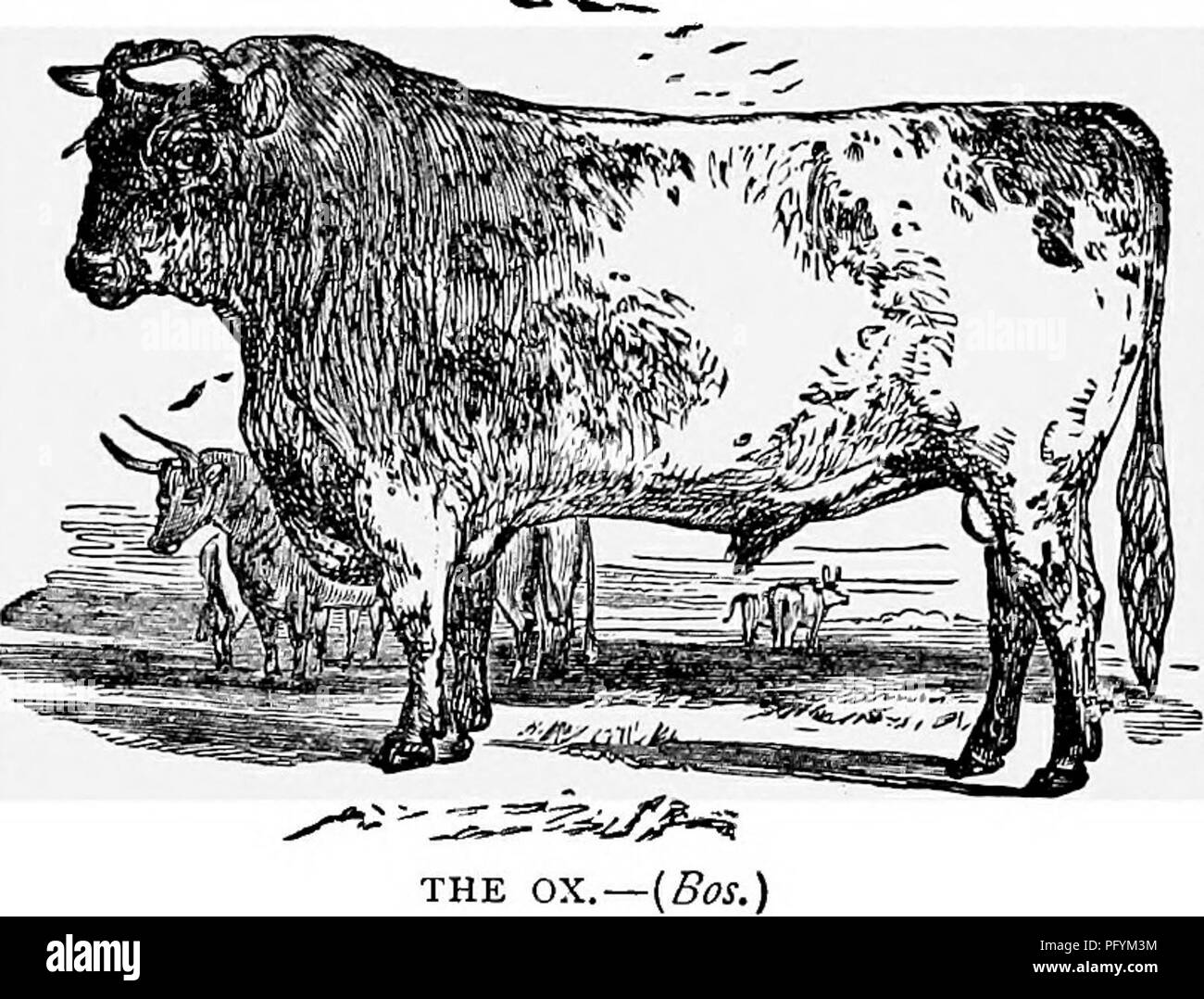This excerpt from a natural history text details the importance of the ...