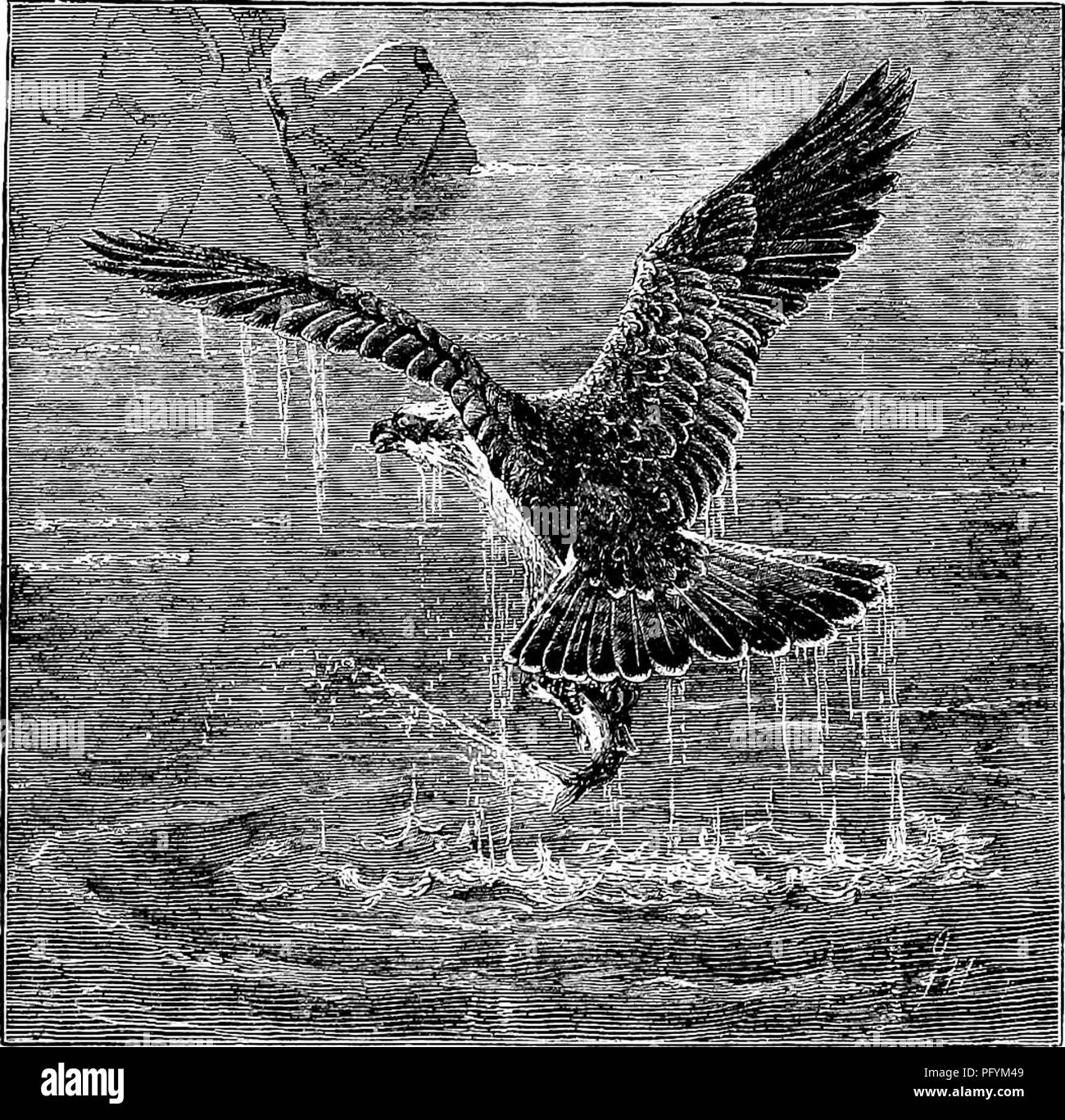 This ornithology guide provides a comprehensive key to identifying ...