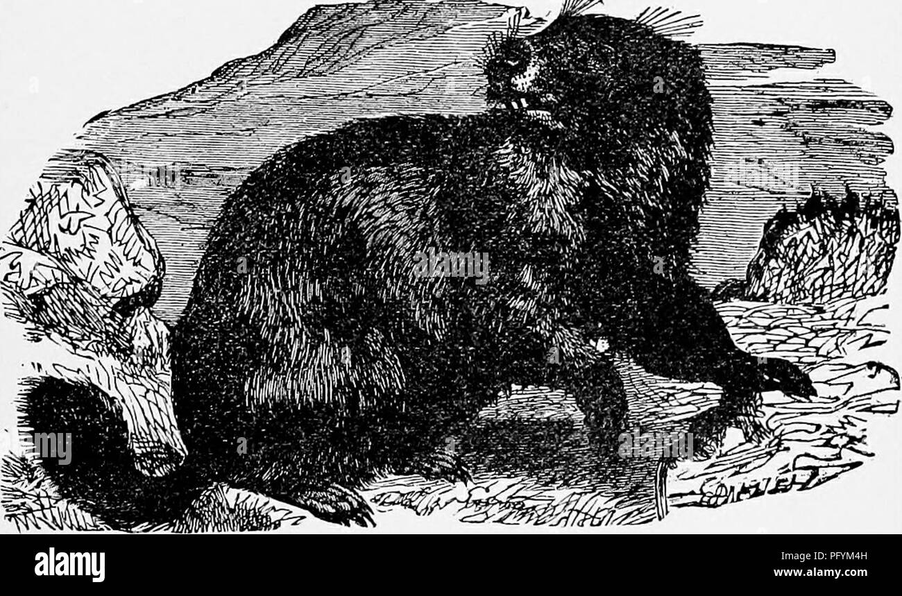 Dissected rabbit hi-res stock photography and images - Alamy