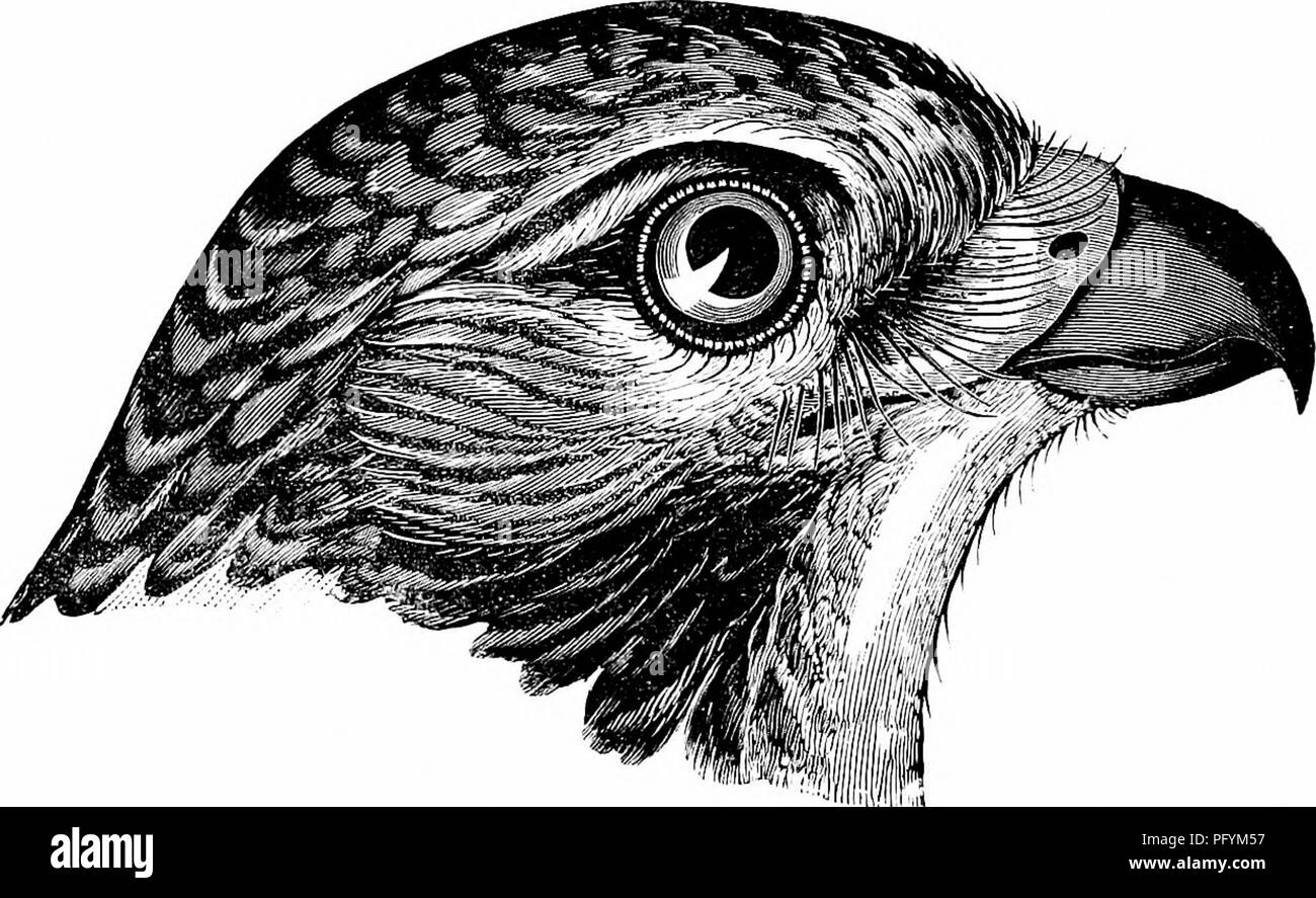 This comprehensive guide provides detailed descriptions of every known ...