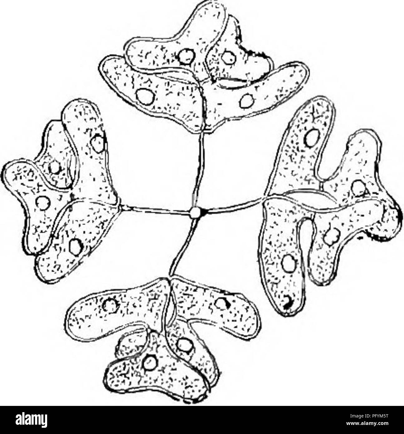 Mischococcus hi-res stock photography and images - Alamy