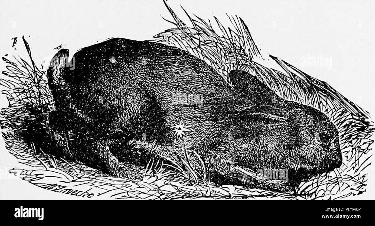 Stoat rabbit hi-res stock photography and images - Alamy