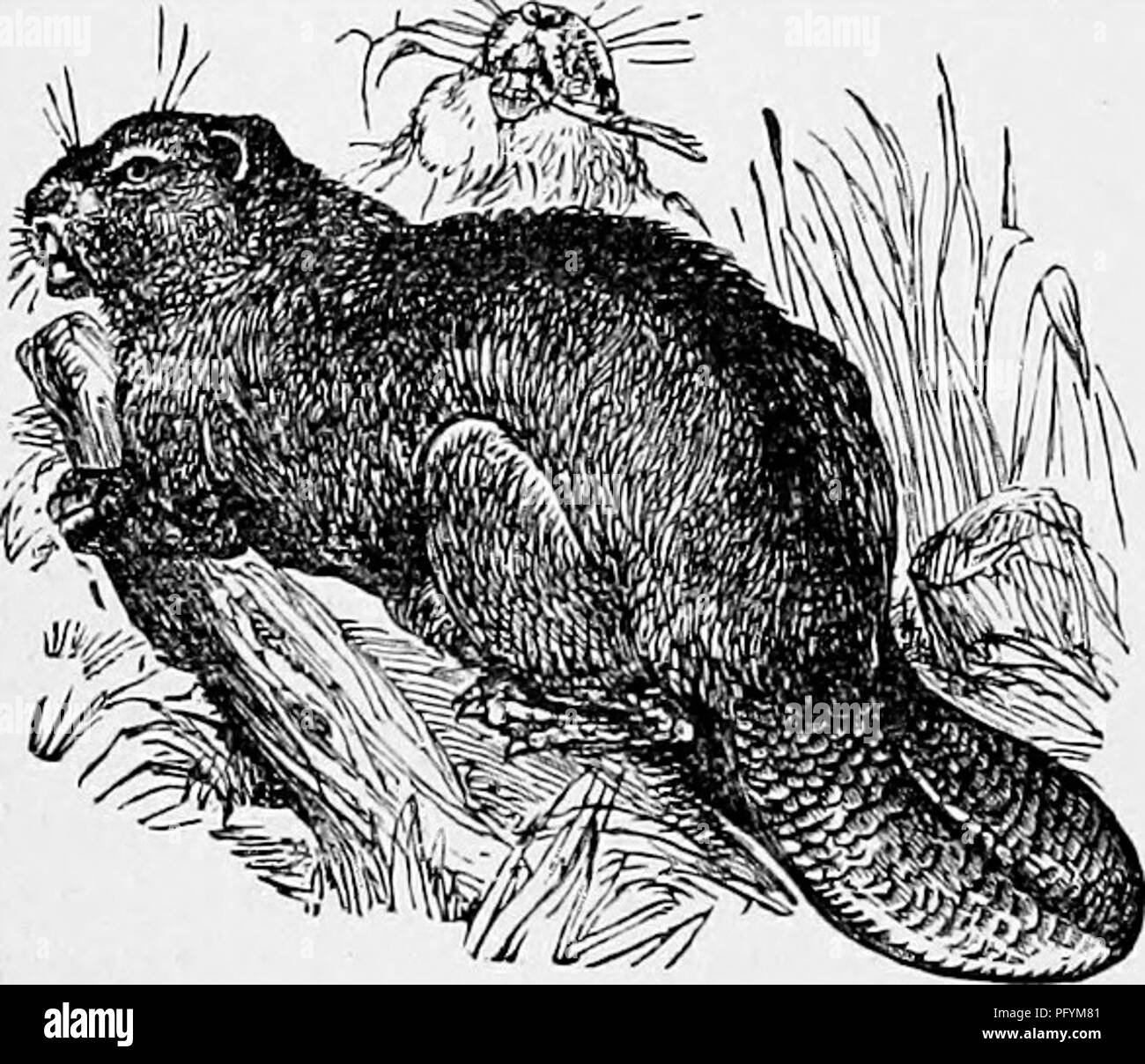 This book discusses the beaver (Castor fiber), focusing on its habitat ...