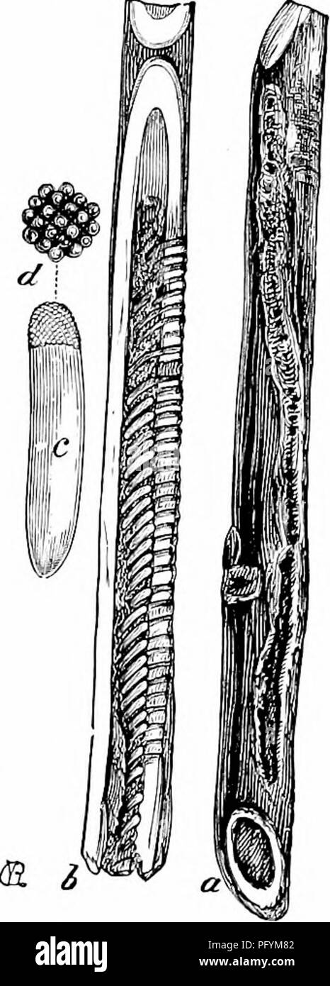 This nature study handbook describes the Snowy Tree-Cricket, a small ...