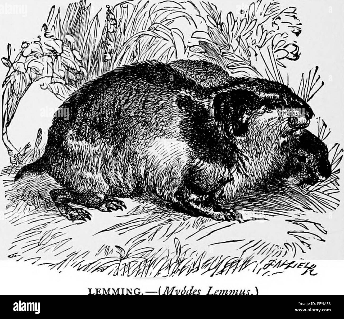 This zoological text provides an account of the lemming, a small rodent ...