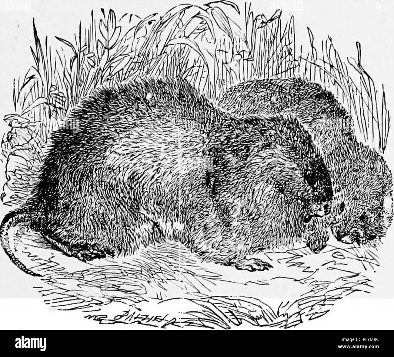 Saw nosed Black and White Stock Photos & Images - Alamy