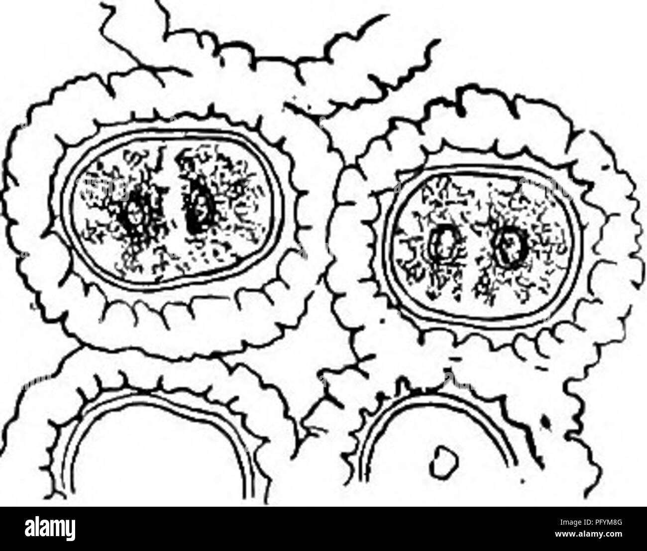 . Fresh-water biology. Freshwater biology. THE FRESH-WATER ALGAE 141 S3 ...