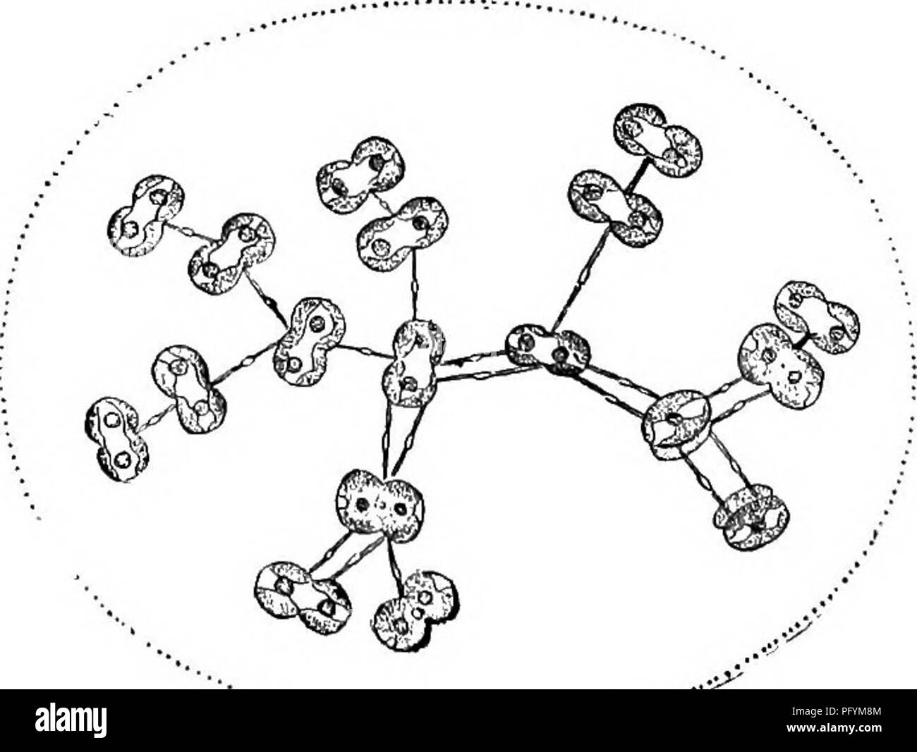 This work examines freshwater ecosystems, focusing on the microscopic ...