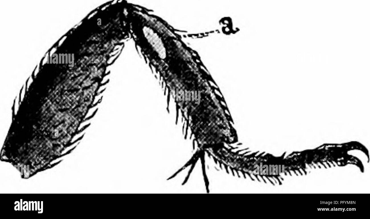 Cricket pads Cut Out Stock Images & Pictures - Alamy