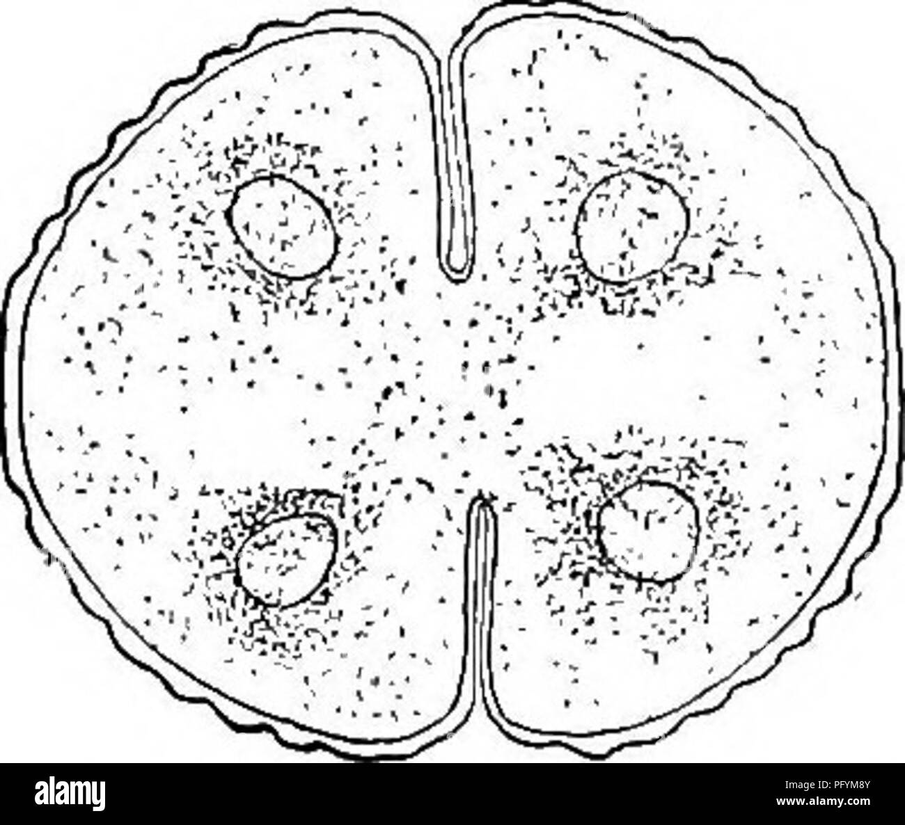 Cosmarium hi-res stock photography and images - Alamy
