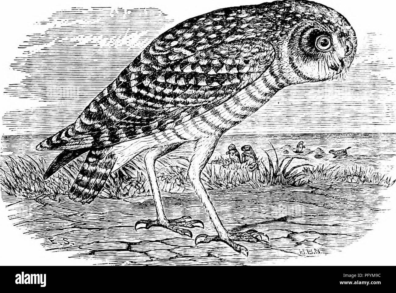 This key offers detailed identification and classification of North ...