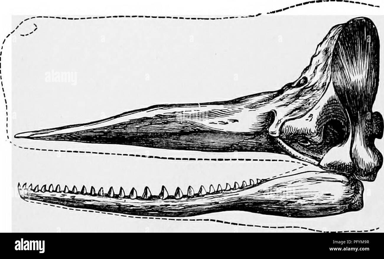 Spermaceti oil hi-res stock photography and images - Alamy