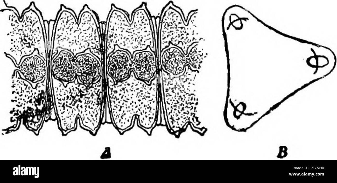 This text on freshwater biology describes the structure of ...