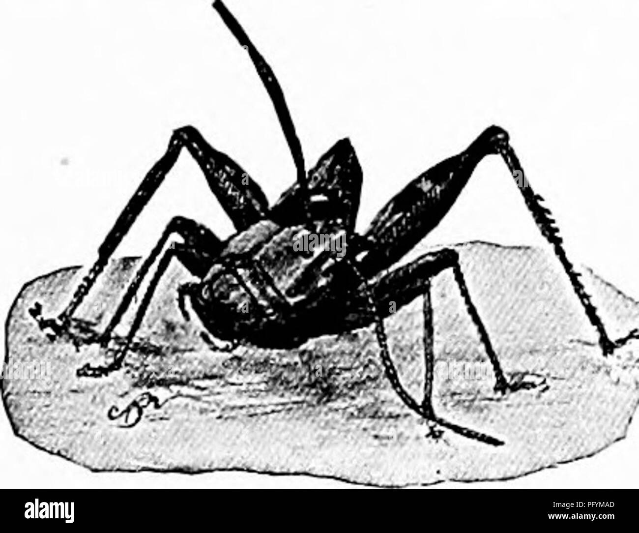 This handbook offers guidance on nature study for both teachers and ...