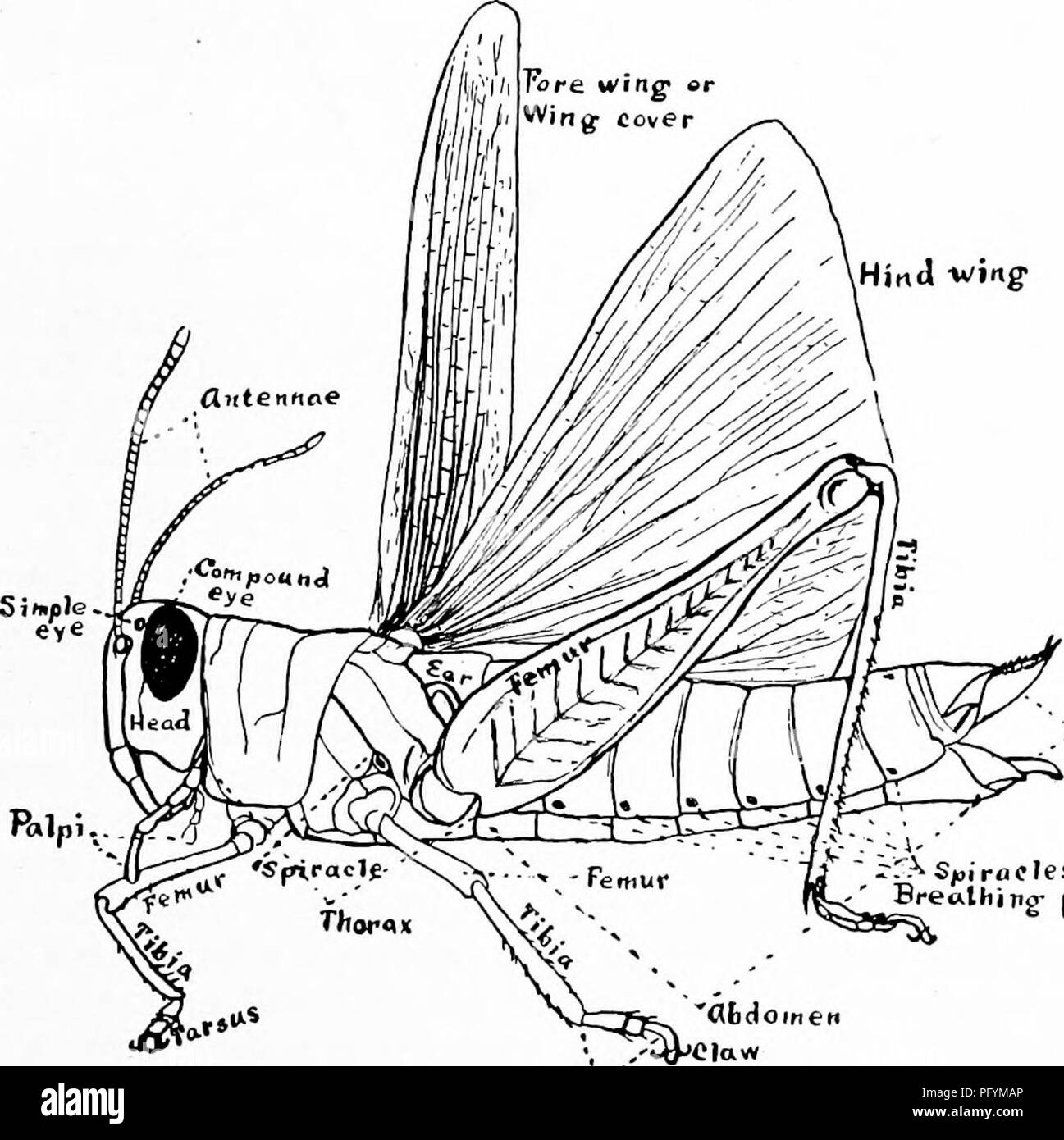 Grasshopper External Diagram