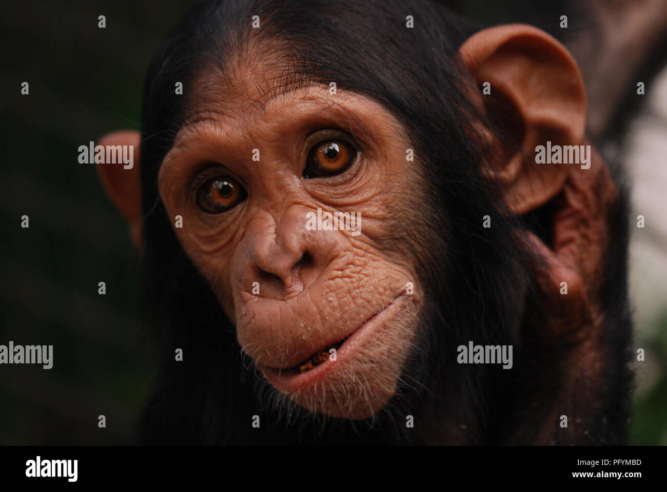 Chimpanzee funny face hi-res stock photography and images - Alamy