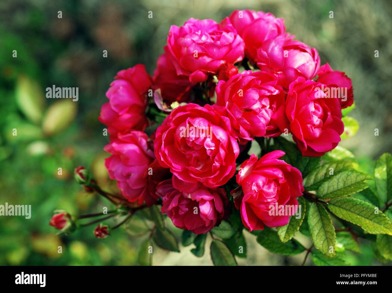 Branch of roses hi-res stock photography and images - Alamy