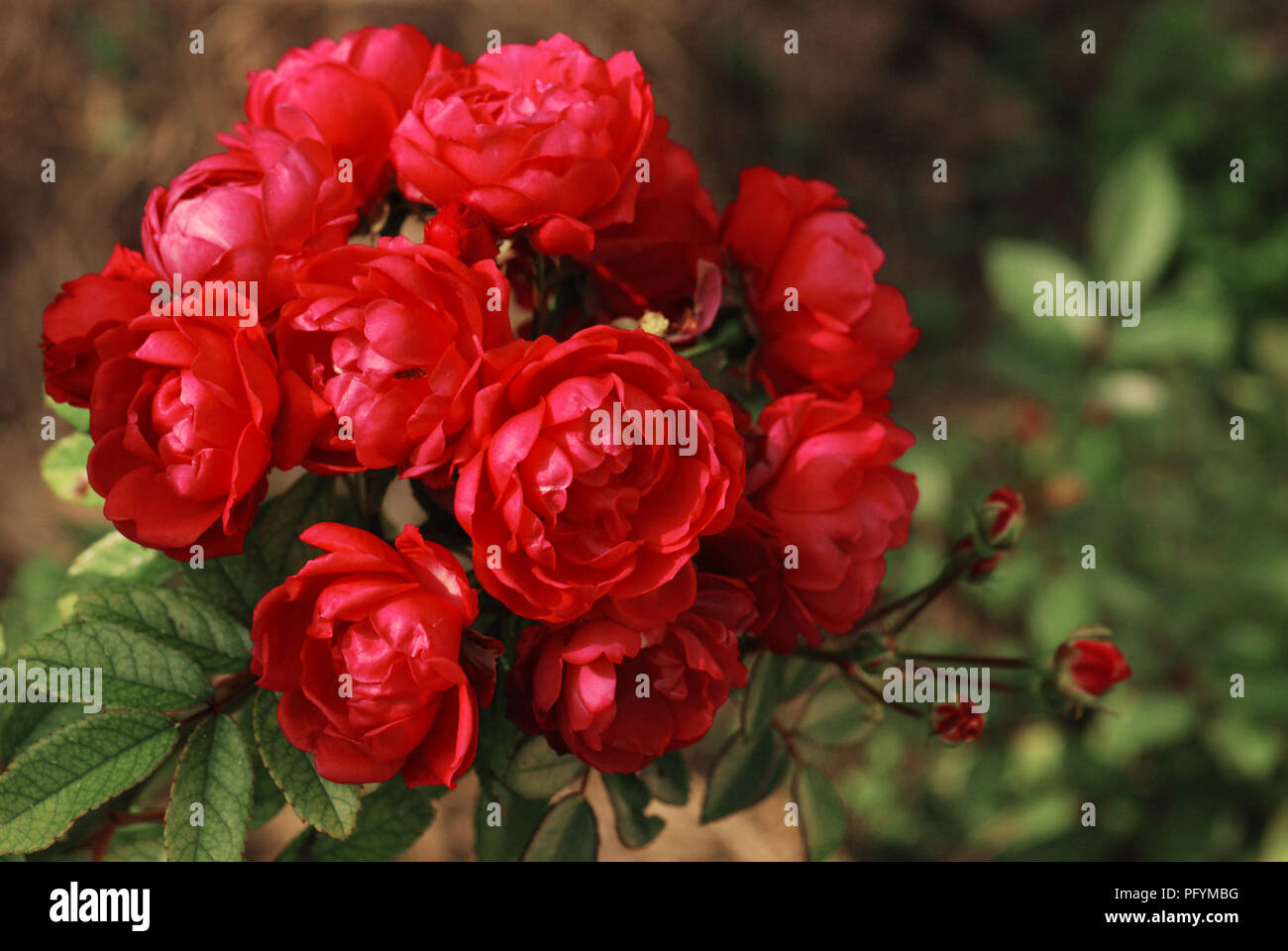 Branch of roses hi-res stock photography and images - Alamy