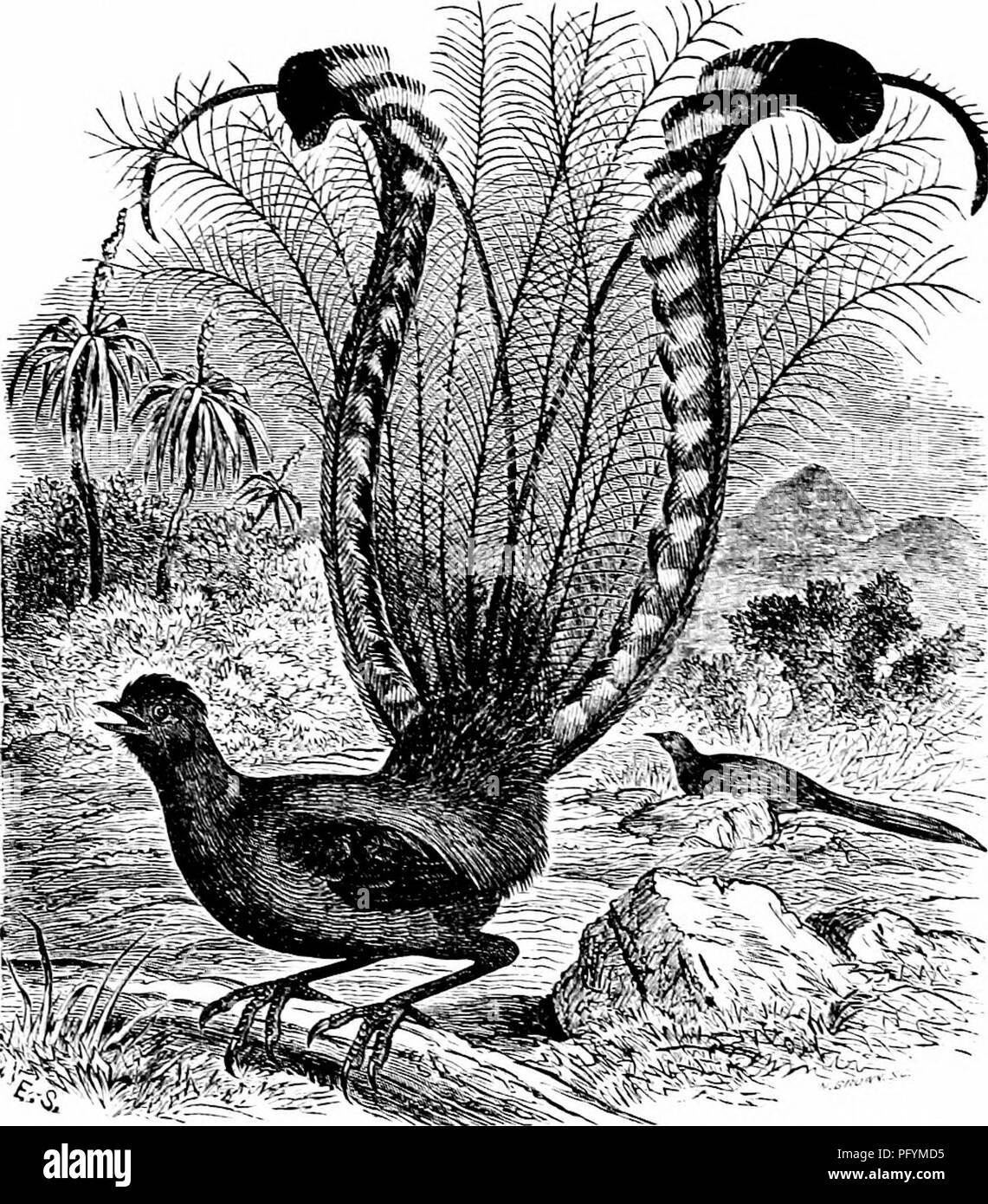 . Key to North American birds. Containing a concise account of every ...