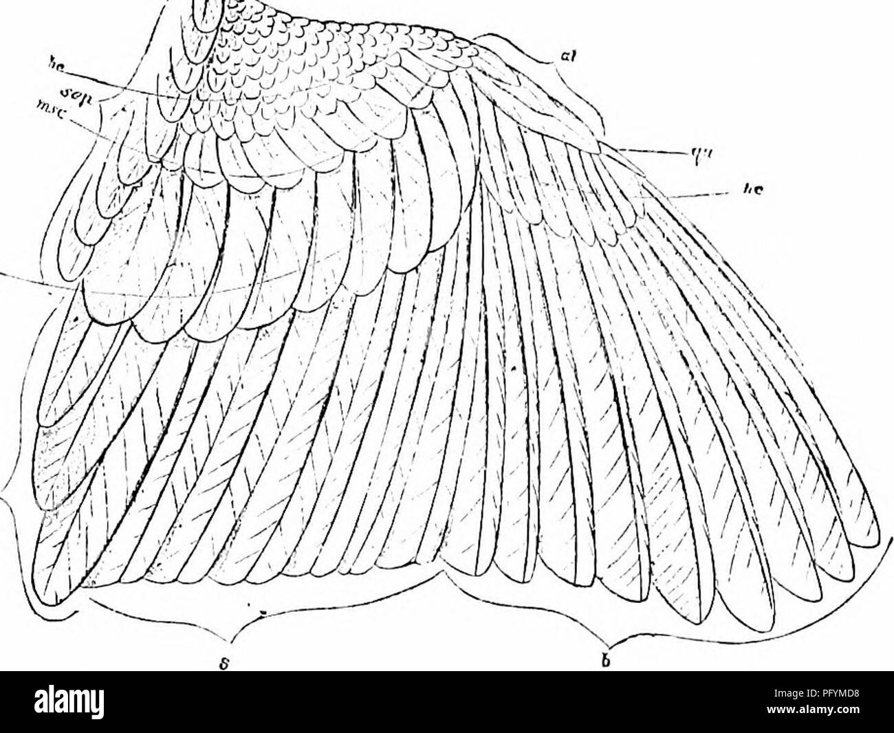 This key to North American birds offers concise information on all ...