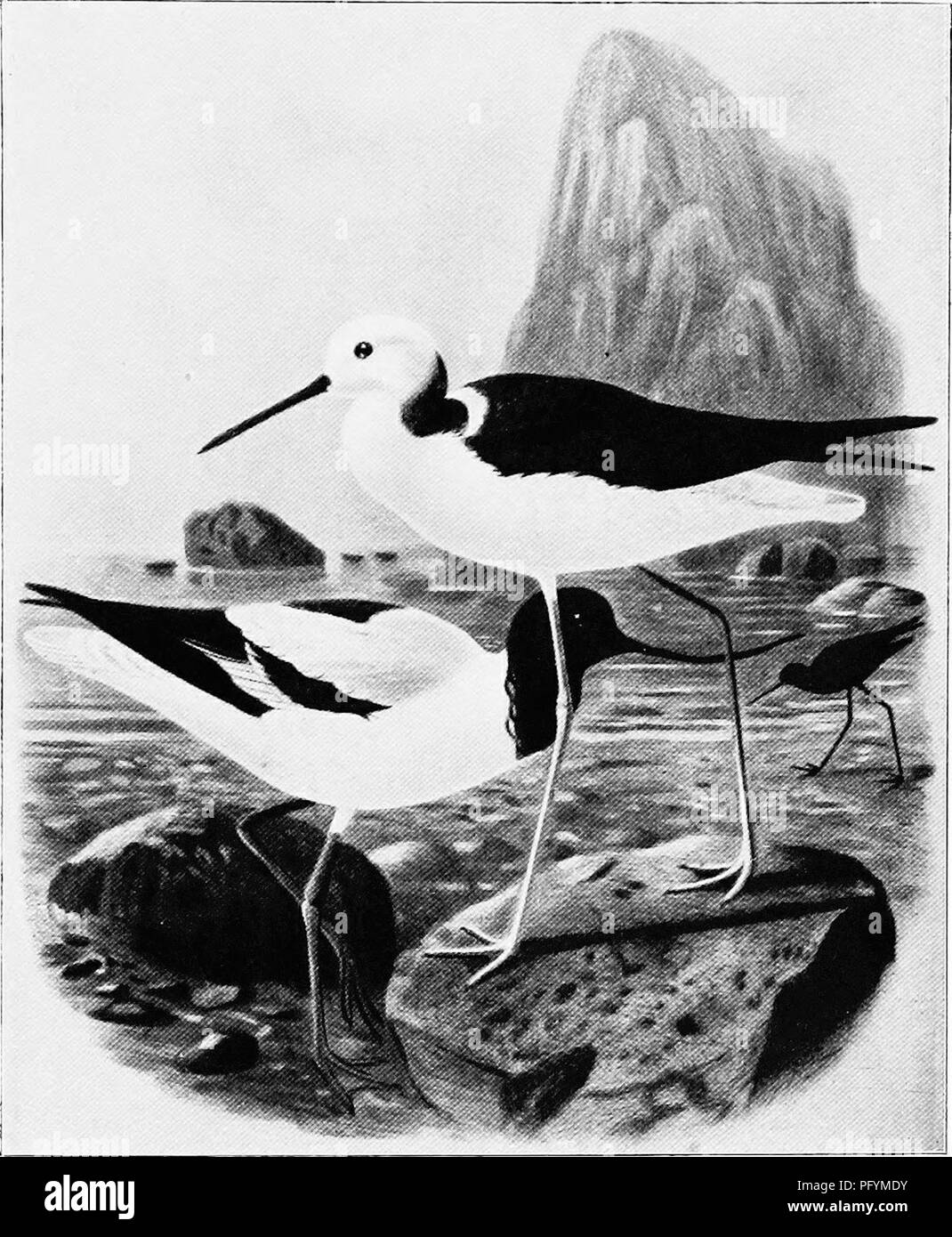 Long down curved bill Black and White Stock Photos & Images - Alamy