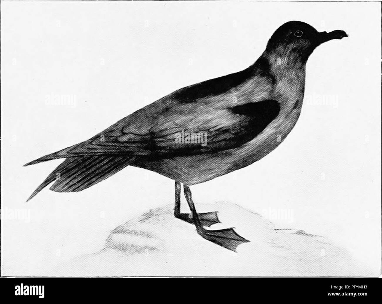 This entry from The Birds of Australia details the characteristics of ...