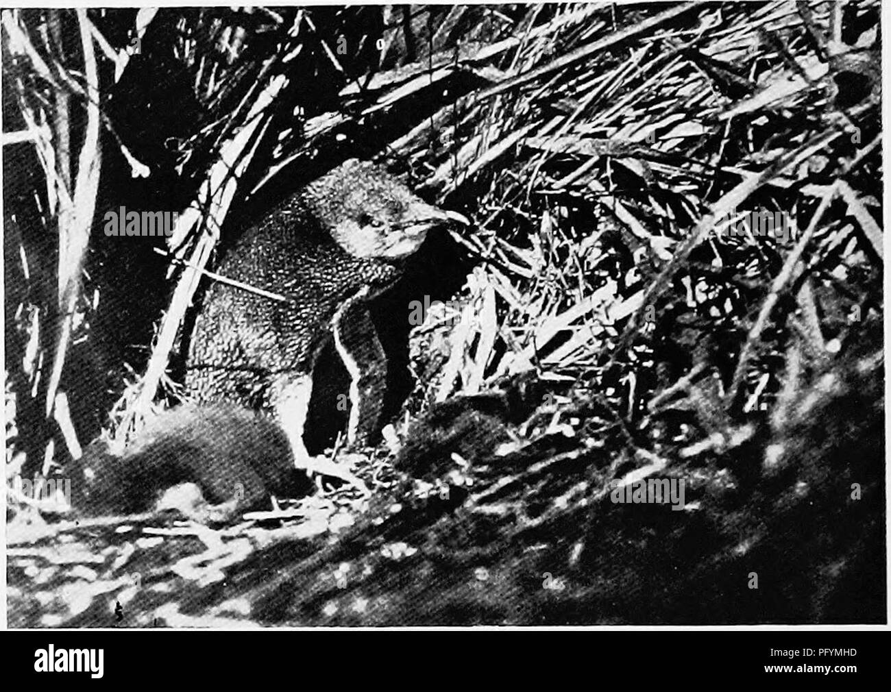 Diversity of egg characteristics Black and White Stock Photos & Images ...