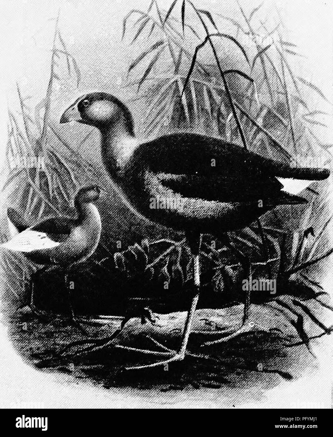 Tail coverts white Black and White Stock Photos & Images - Alamy