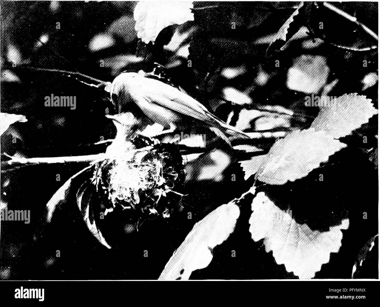 This work introduces a novel method for studying and photographing wild ...