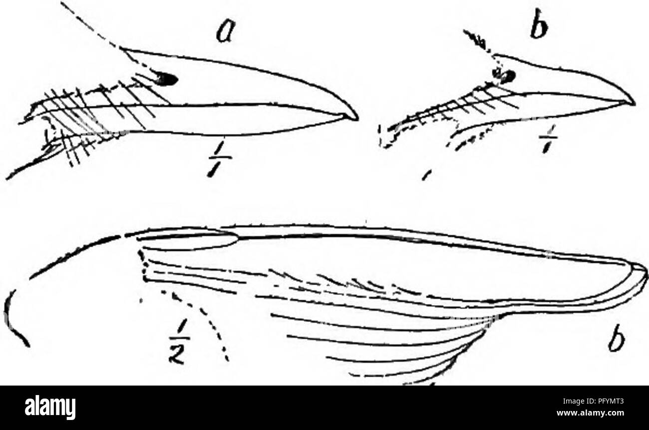 Notched tail Black and White Stock Photos & Images - Alamy