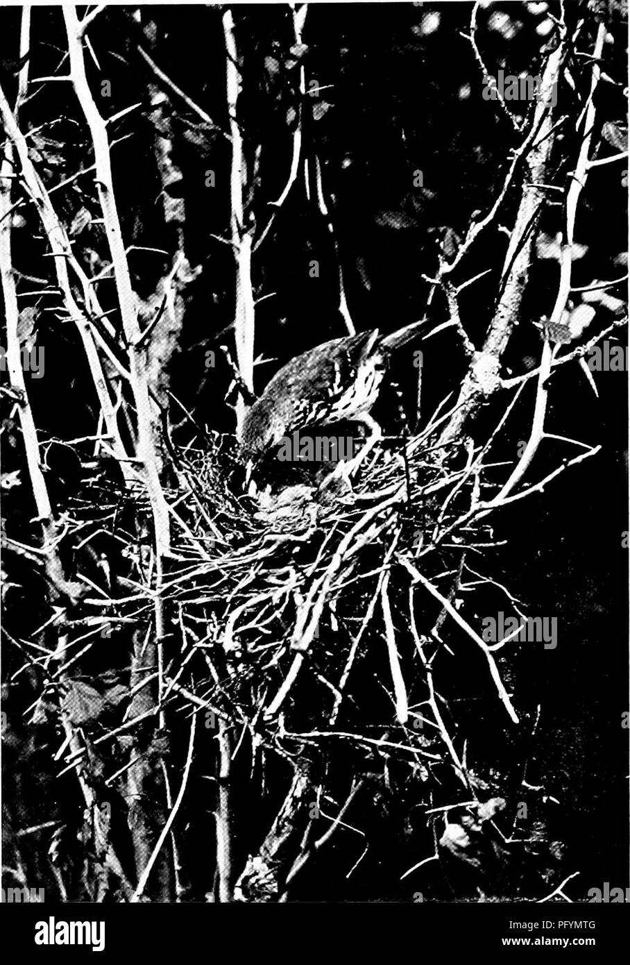 Excreta side of nest hi-res stock photography and images - Alamy
