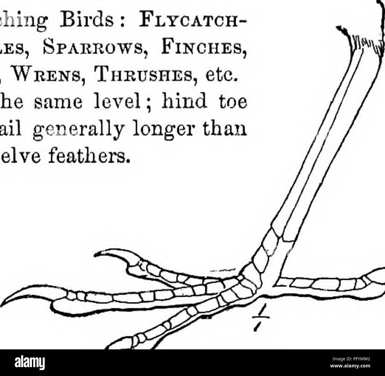 This comprehensive guide provides detailed descriptions of bird species ...