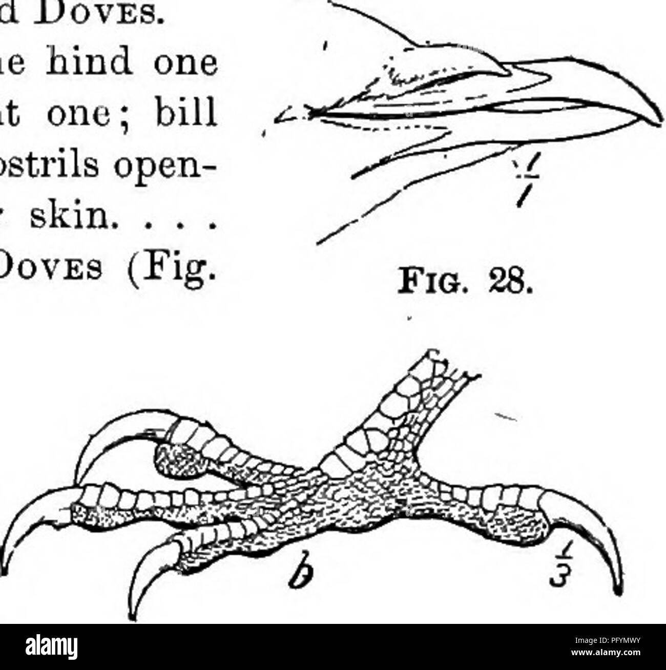 Hawks and doves hi-res stock photography and images - Alamy