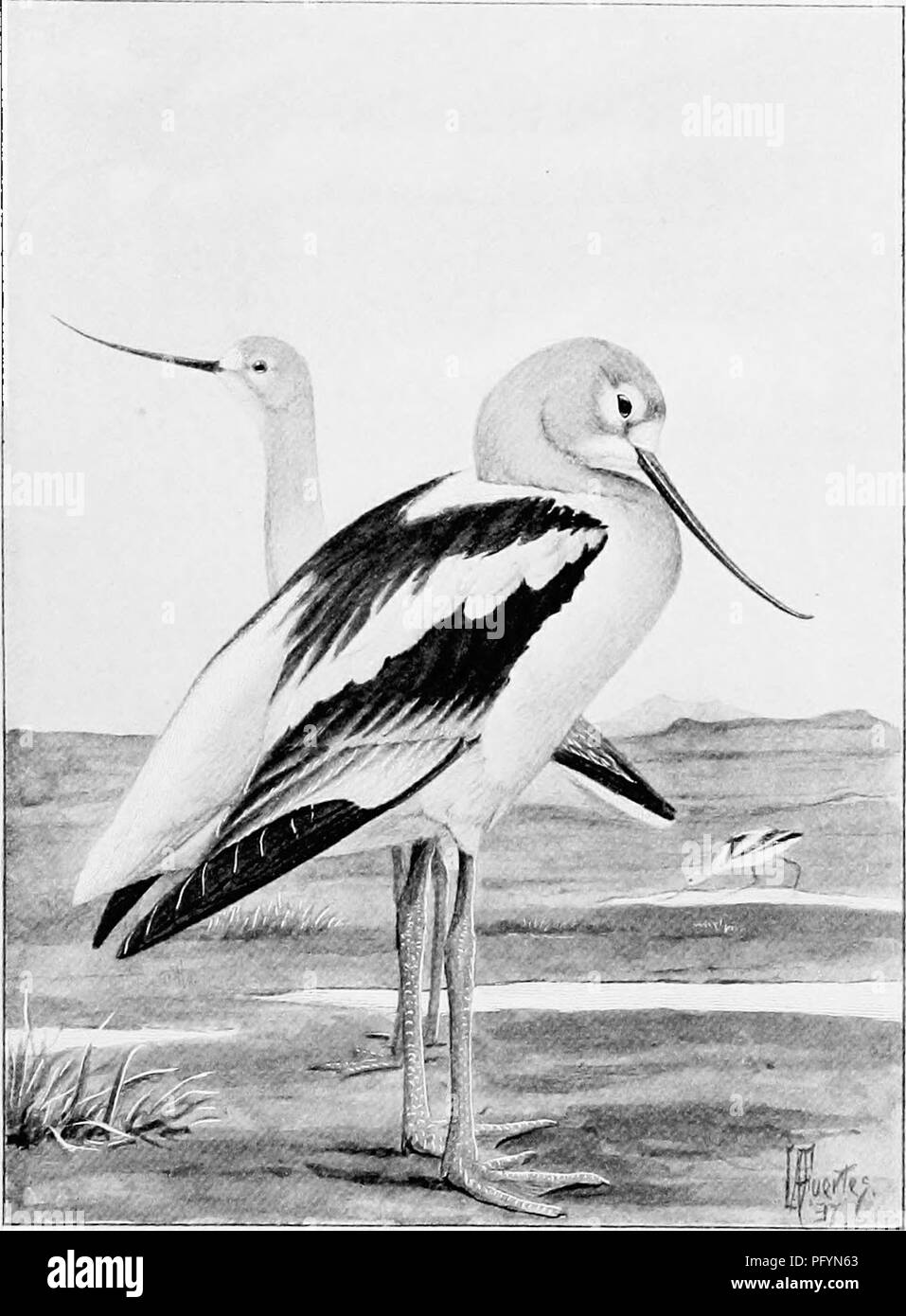 The American Avocet, a striking water bird with long legs and an ...