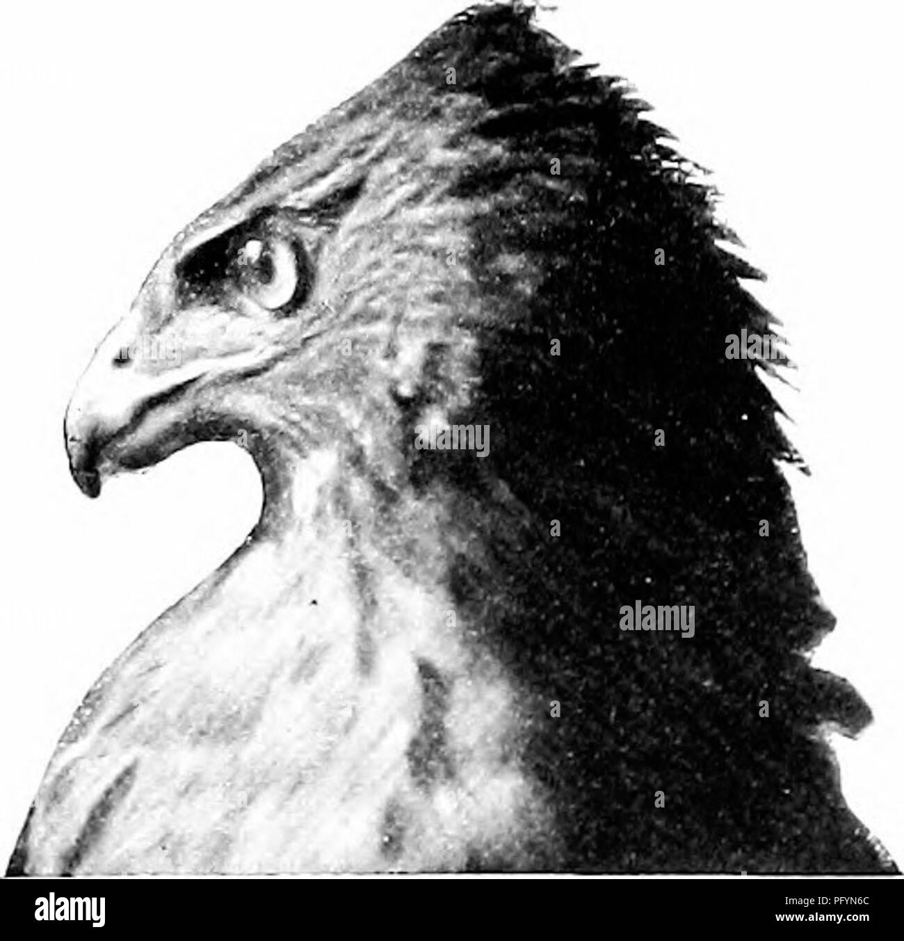This work introduces a new approach to studying and photographing wild ...