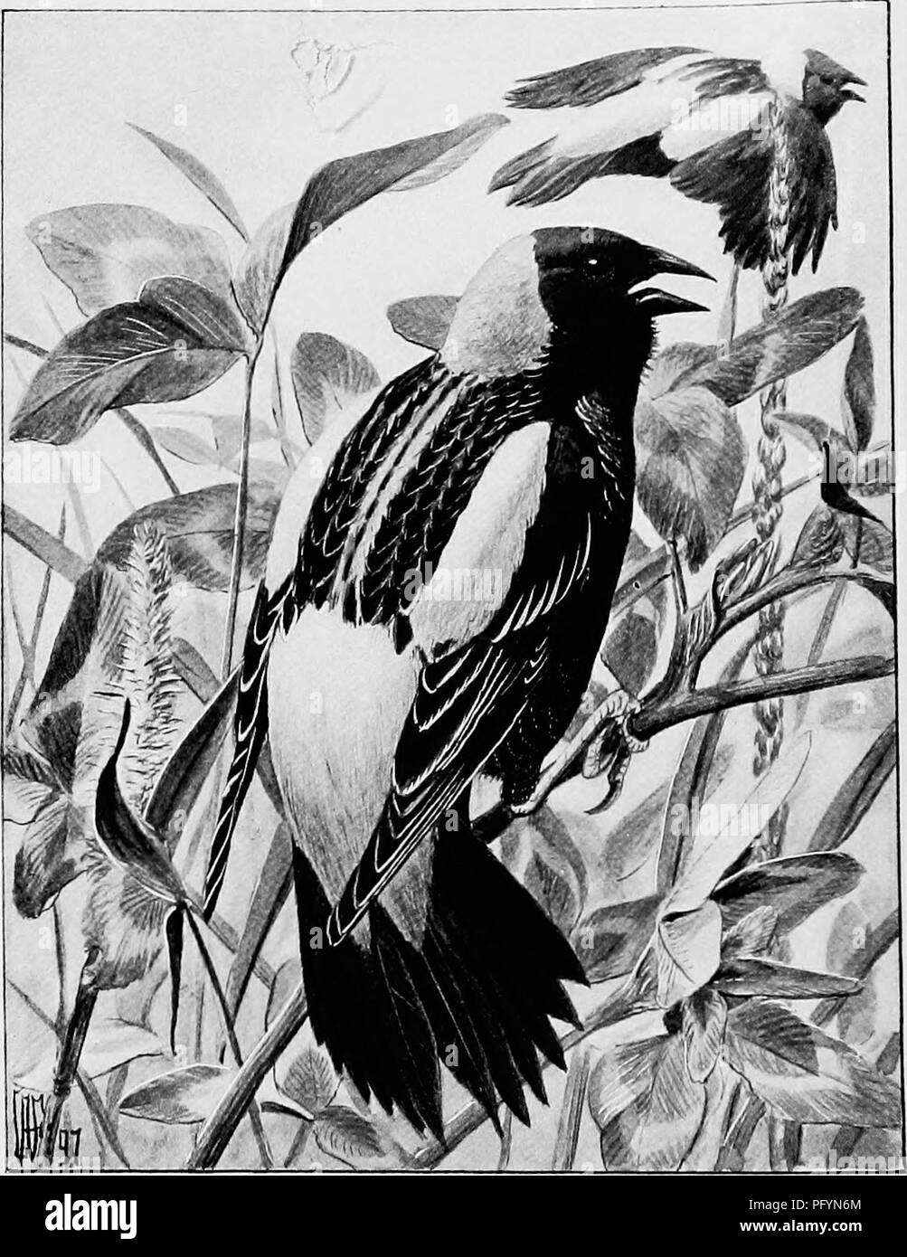 This illustration from 'Song Birds and Waterfowl' features the bobolink ...