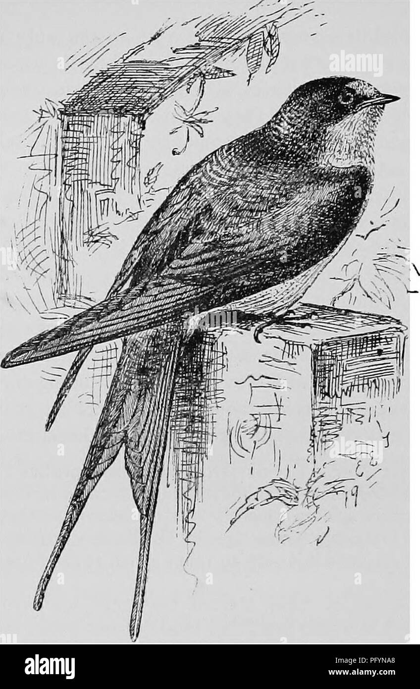 This handbook provides detailed descriptions of North American birds ...