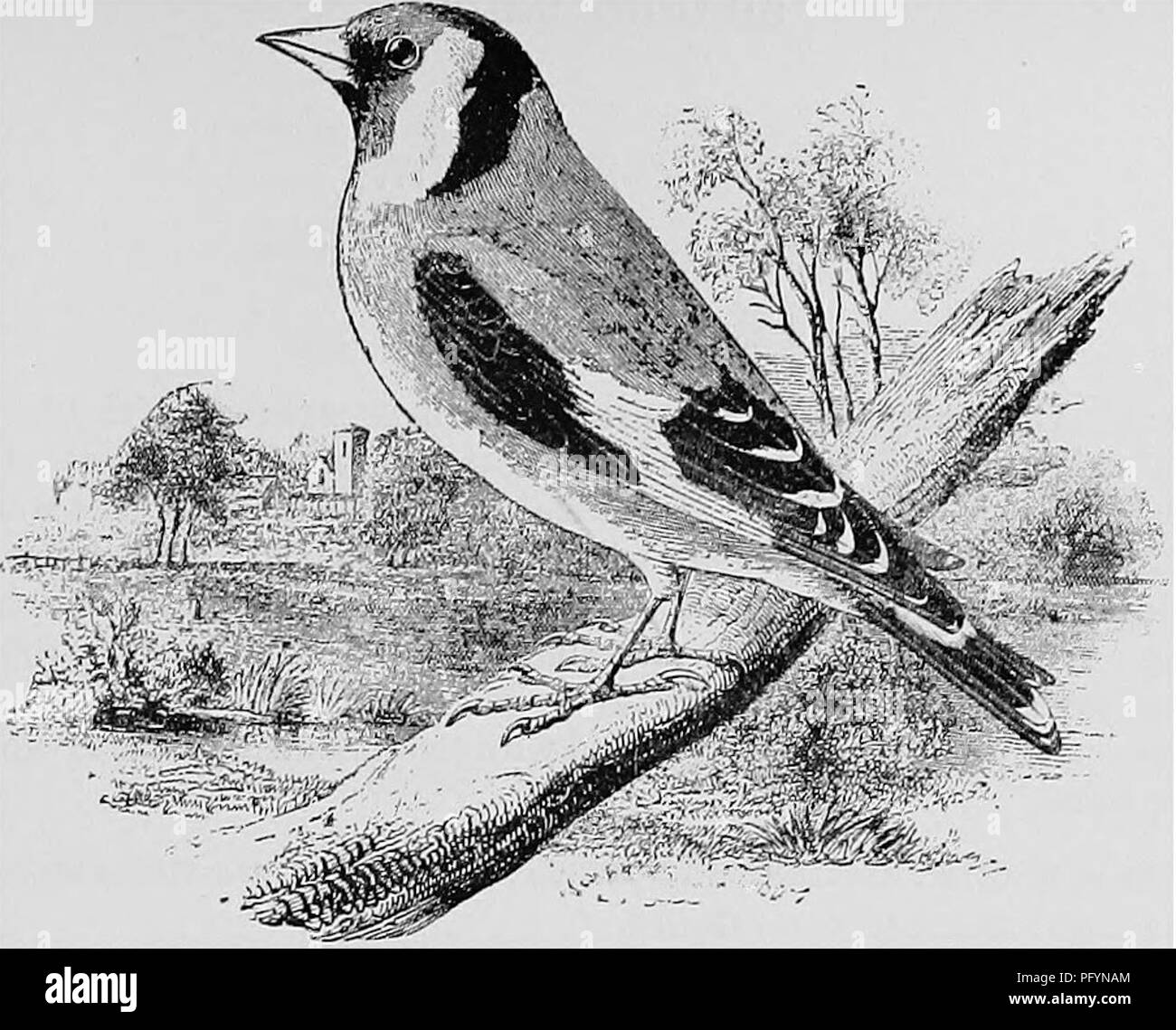 This image illustrates the physical characteristics of the Goldfinch ...