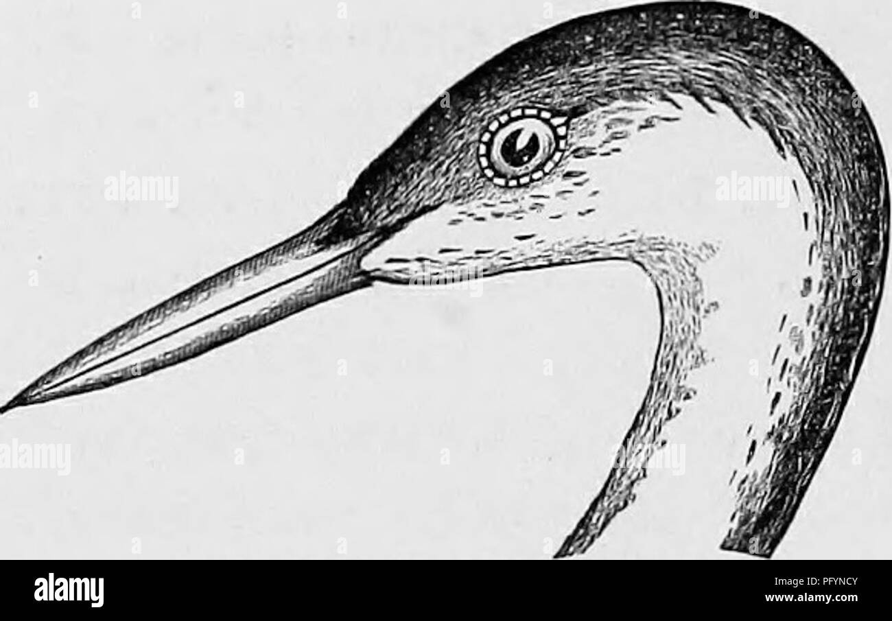 Long recurved bill hi-res stock photography and images - Alamy