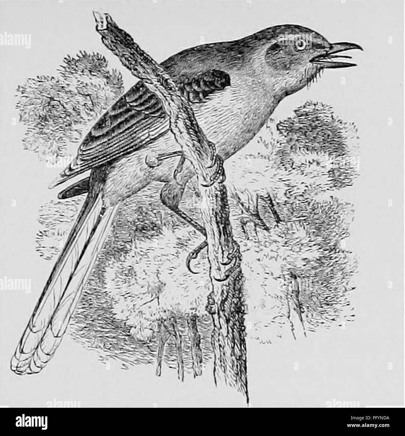 This handbook offers a detailed description of the Mockingbird (Mimus ...