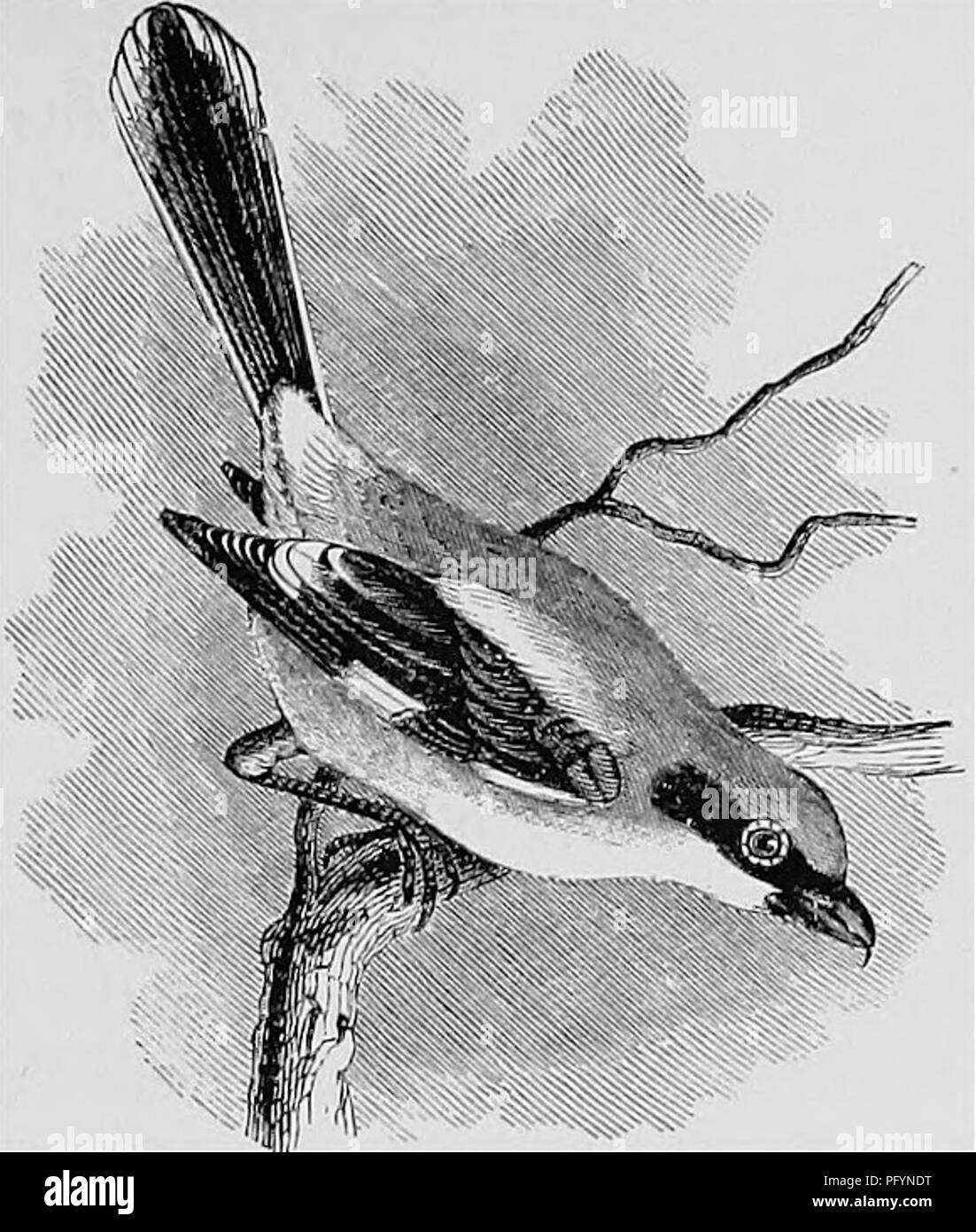 White wavy lines on wings Black and White Stock Photos & Images - Alamy