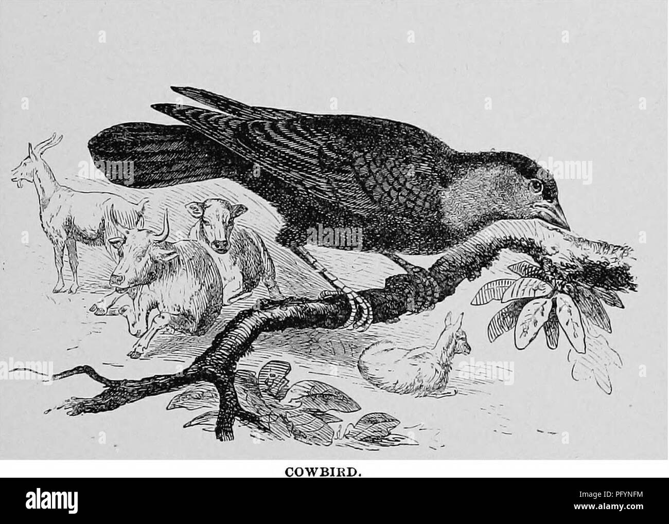 Minute creatures hi-res stock photography and images - Alamy